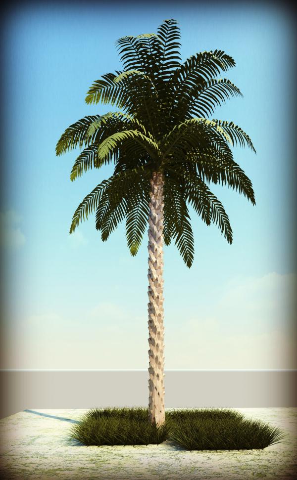 RevitCity.com | Object | MD_Palm Trees